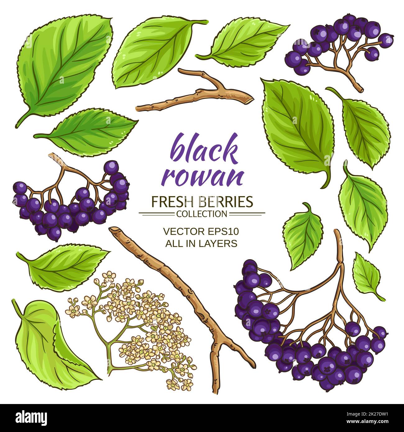 black rowan elements set Stock Photo - Alamy