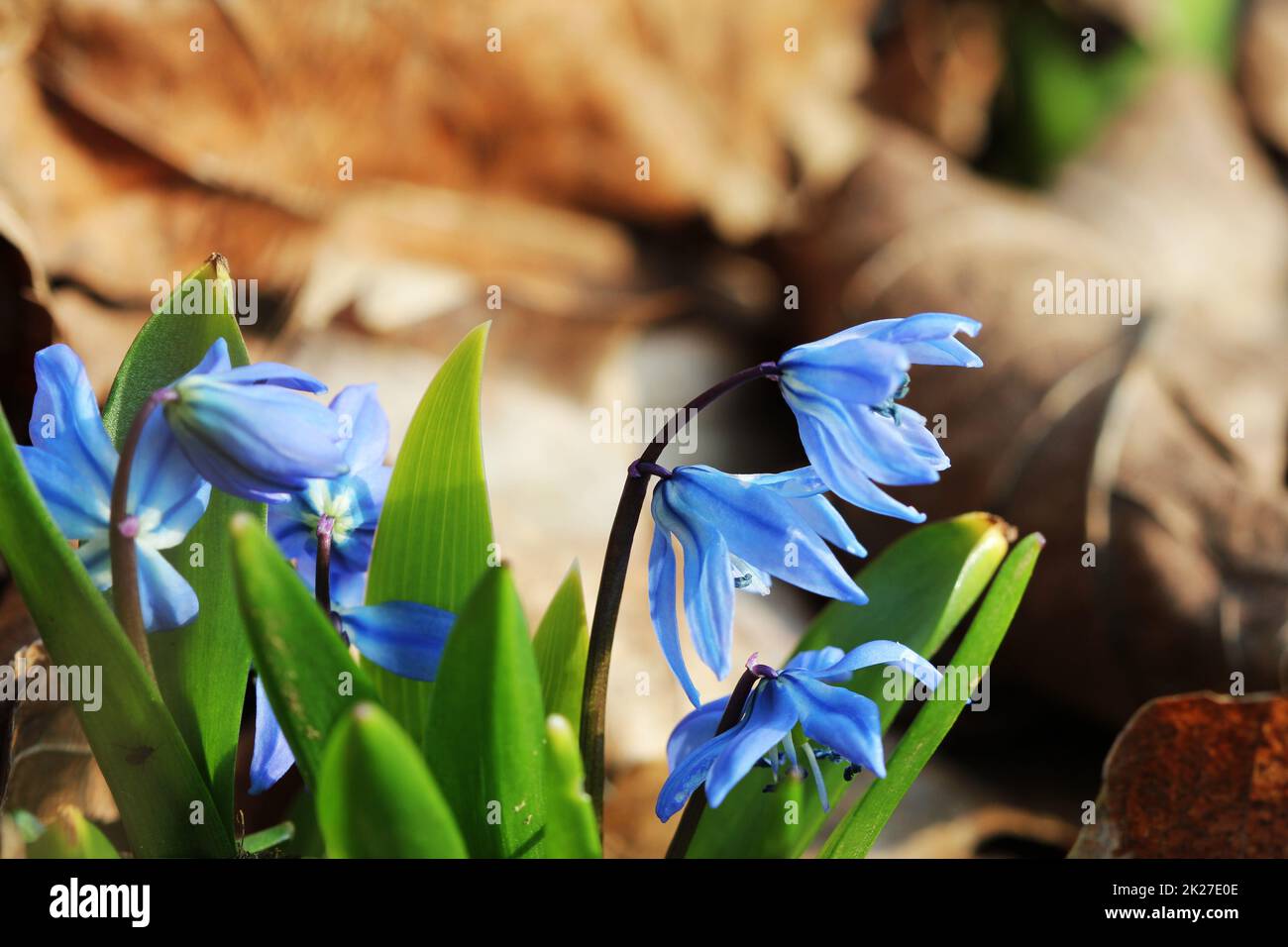 Siberian squill ,Scilla siberica blooming in March Stock Photo - Alamy