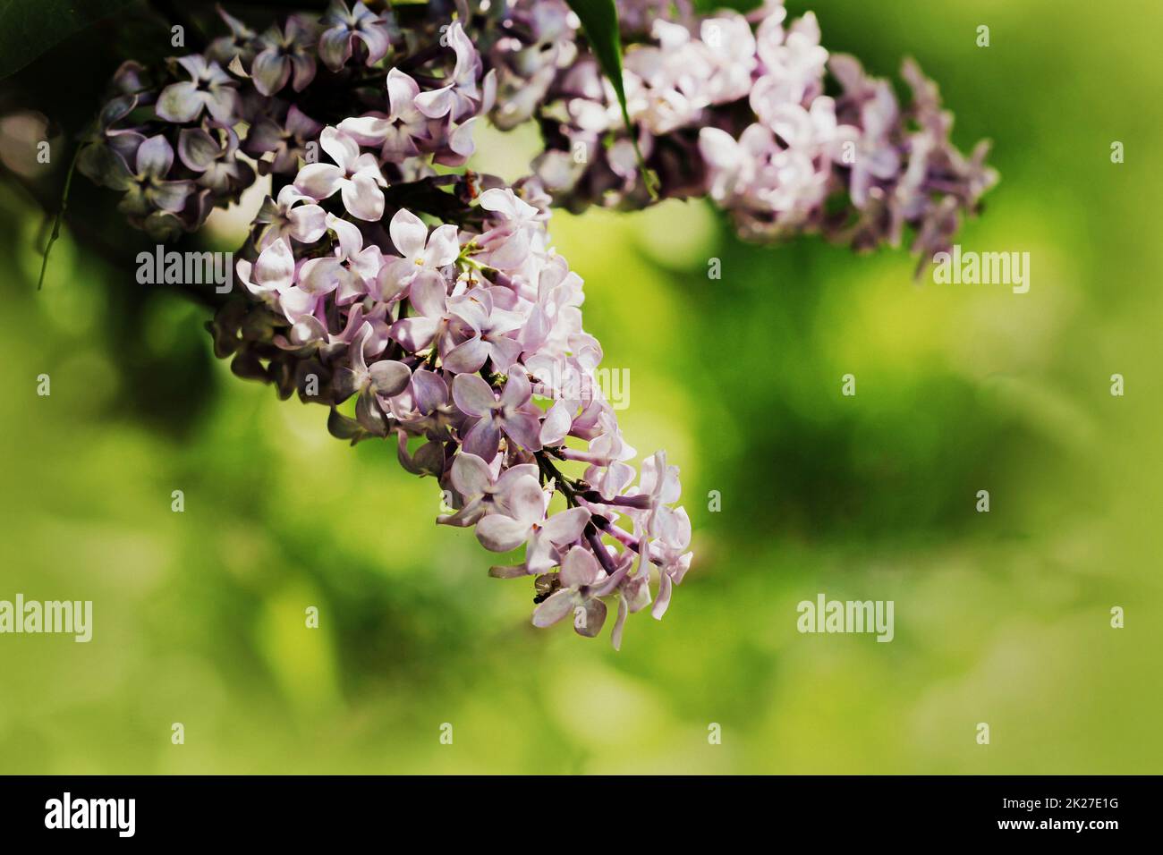 Branch with flowers and leaves hi-res stock photography and images - Alamy