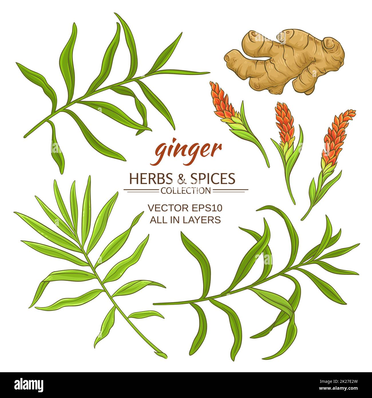 ginger elements set Stock Photo - Alamy