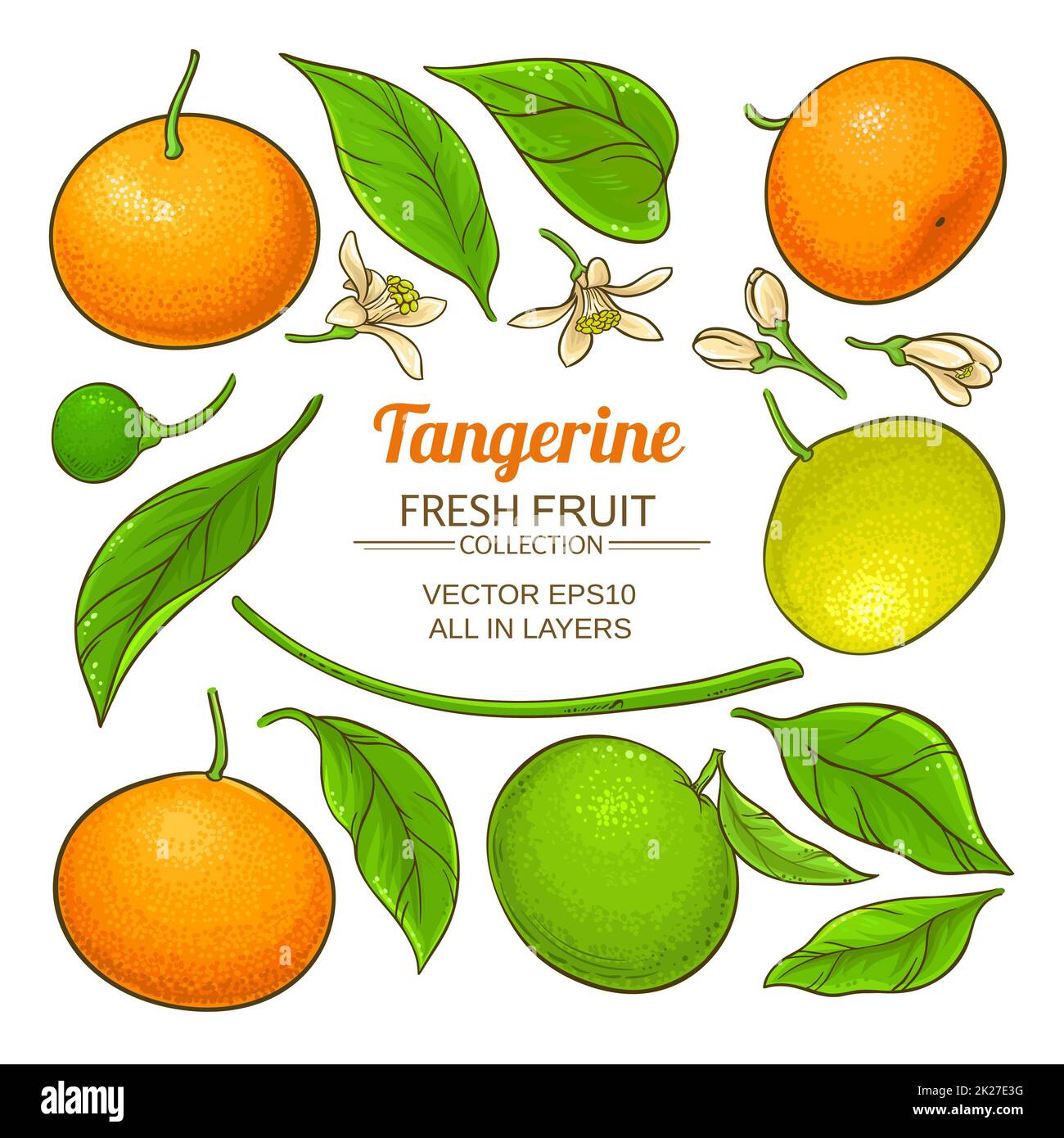 Tangerine vector hi-res stock photography and images - Alamy