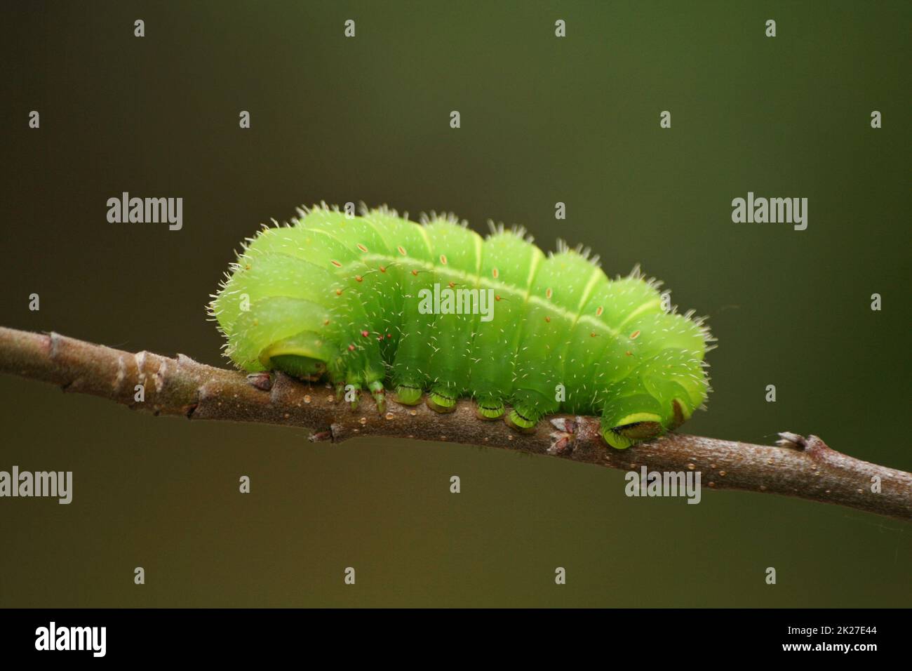 Green Luna Moth Caterpillar on Apple Tree Stock Photo - Alamy