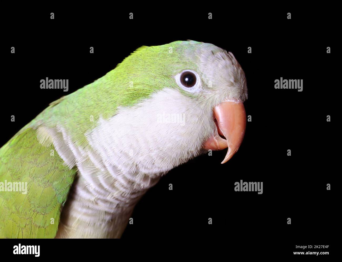 Quaker parrot hi-res stock photography and images - Alamy