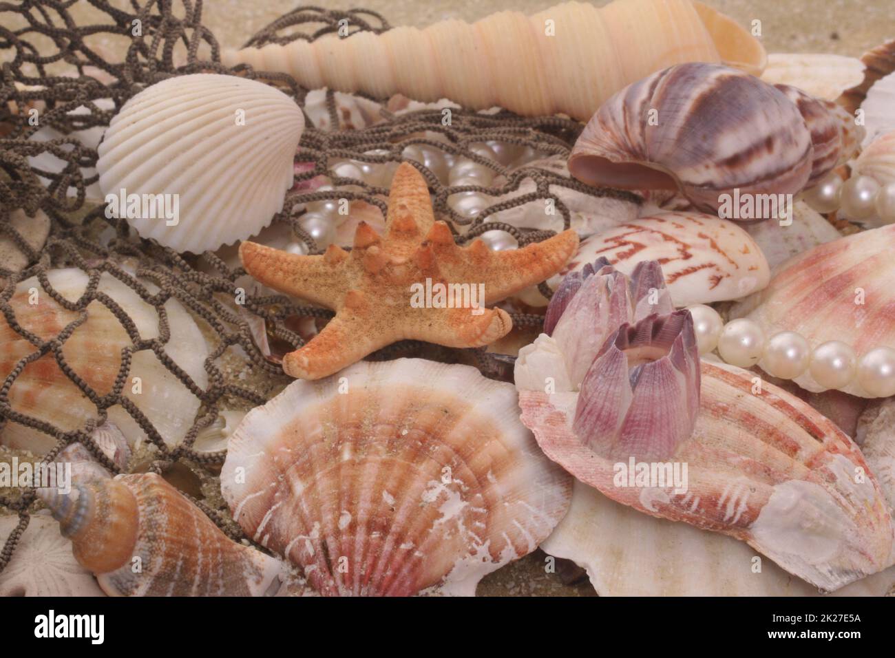 Sea Shells on Sand With Fishing Net, Shallow DOF Stock Photo - Alamy