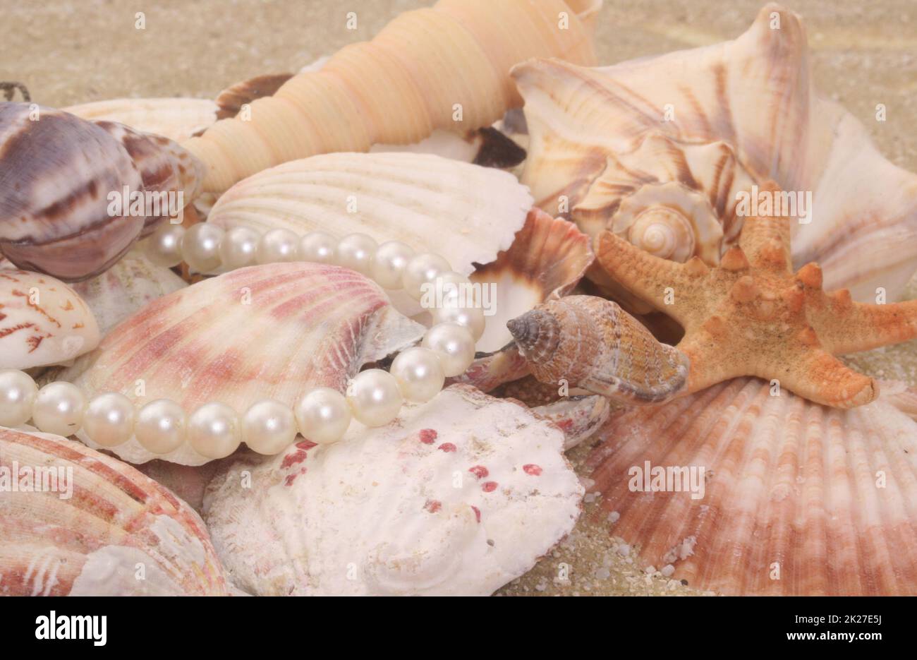 Sea Shells on Sand With Fishing Net, Shallow DOF Stock Photo - Alamy