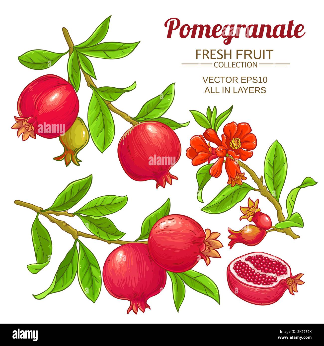 pomegranate branches vector set Stock Photo - Alamy