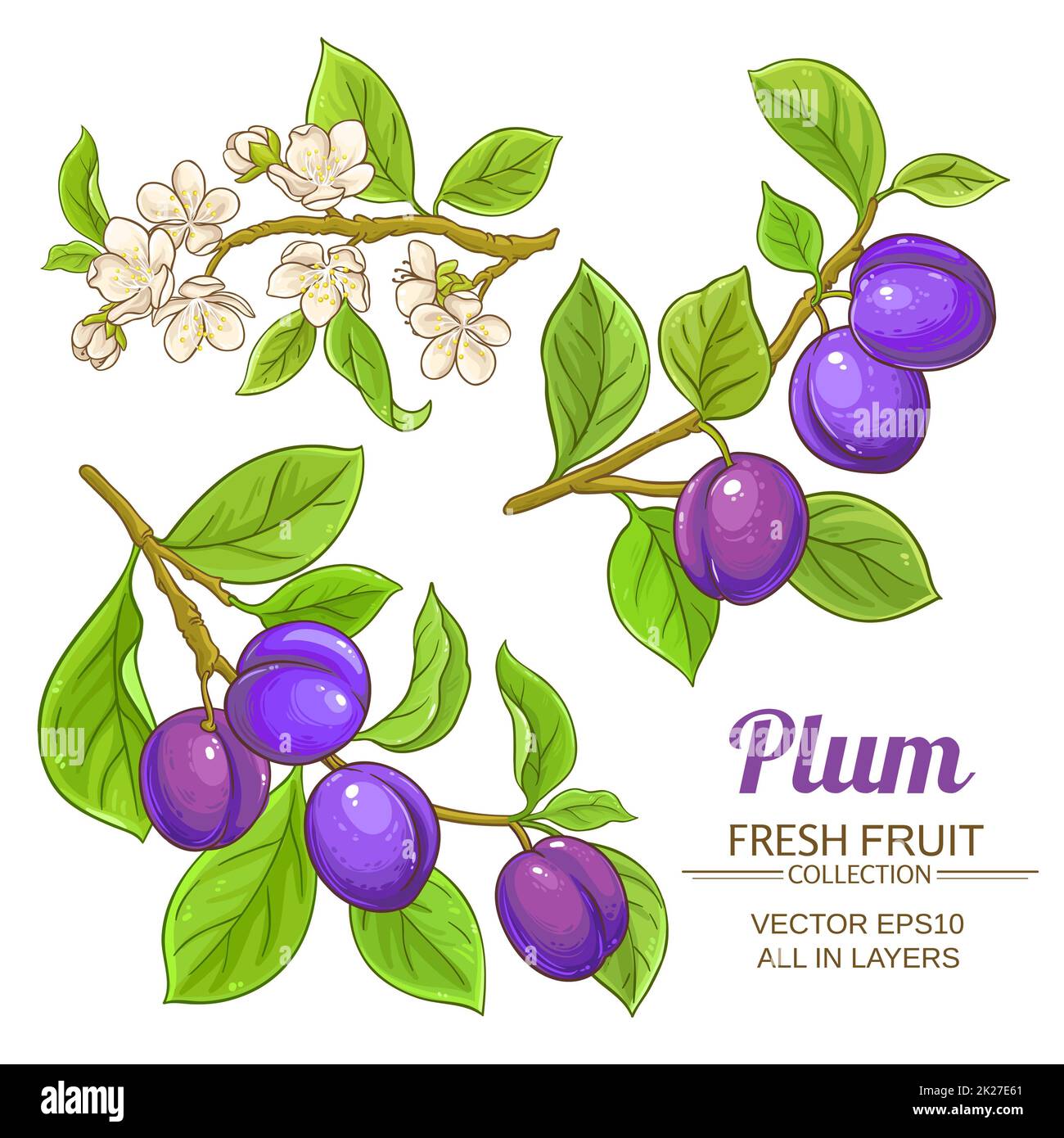 This is an image of the plum Cut Out Stock Images & Pictures - Alamy