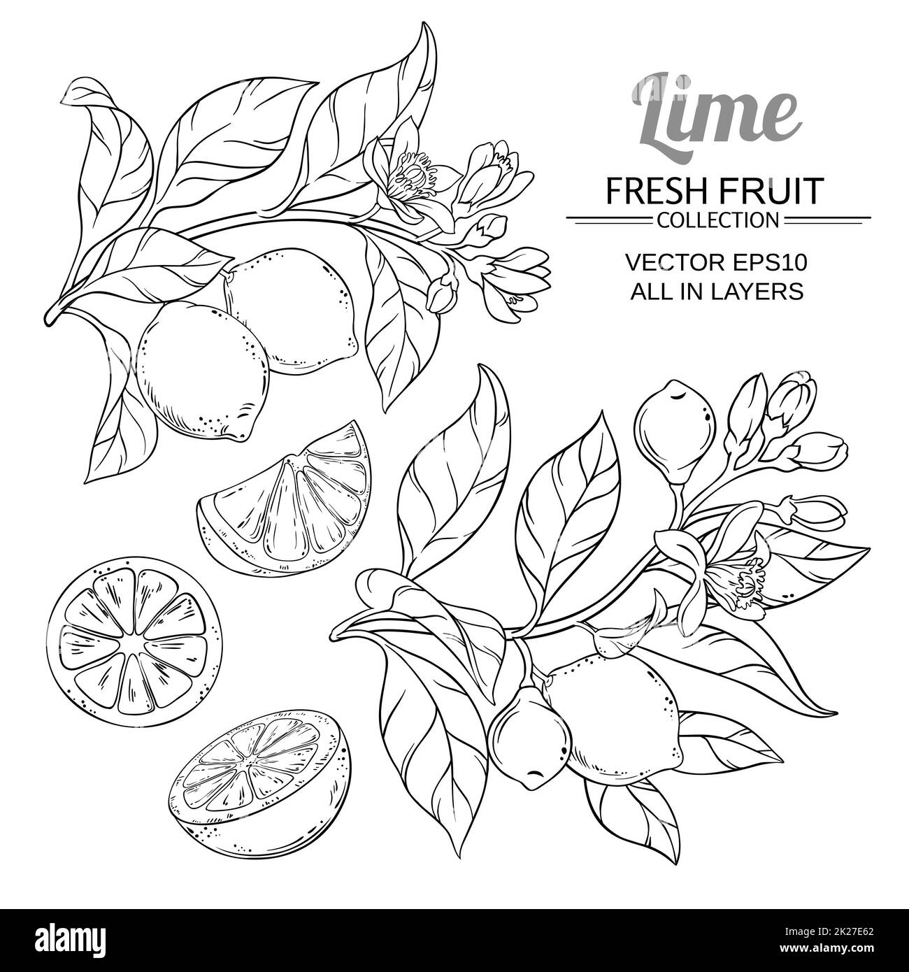 Lime fruit vector cartoon Cut Out Stock Images & Pictures - Alamy