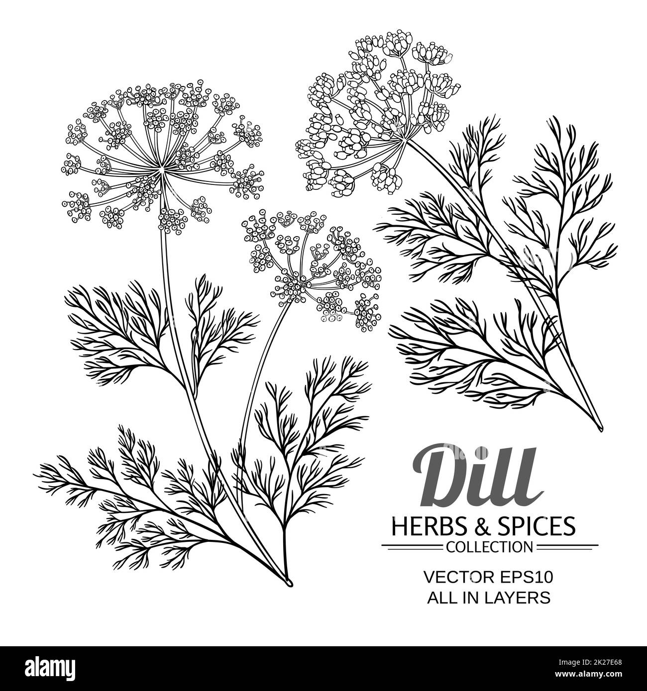 dill plant vector set Stock Photo - Alamy