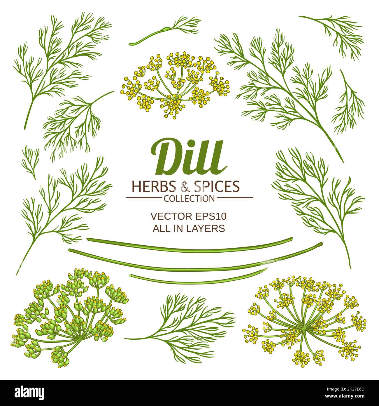 dill plant elements vector set Stock Photo - Alamy