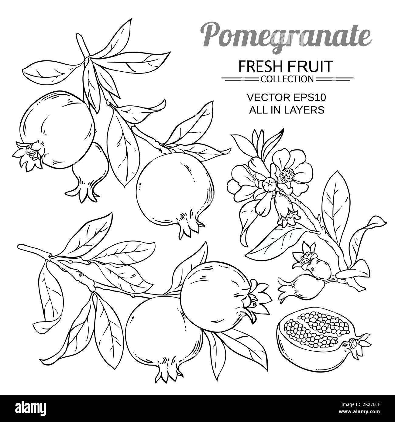 pomegranate branches vector set Stock Photo - Alamy