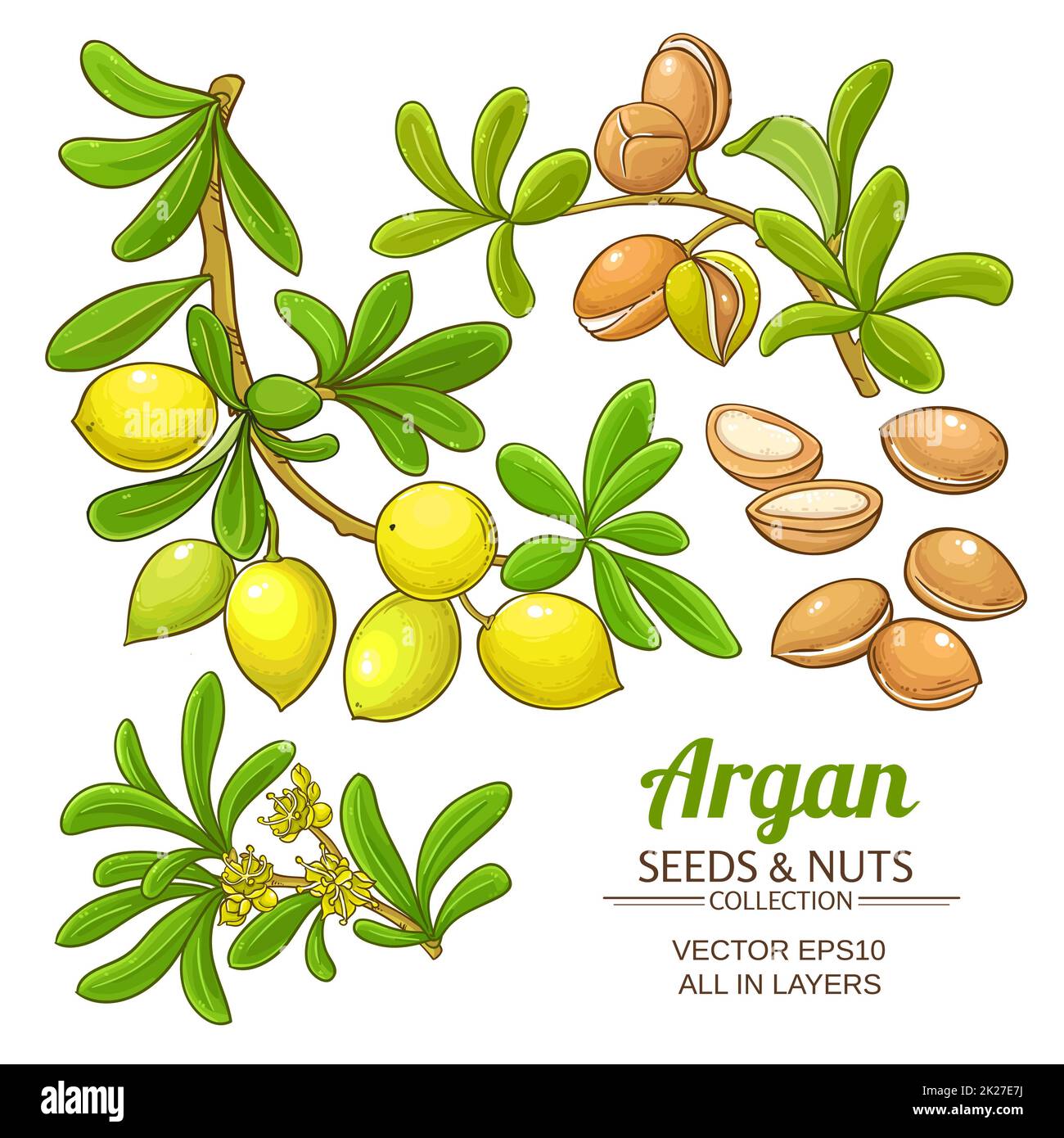 argan branches vector set Stock Photo - Alamy