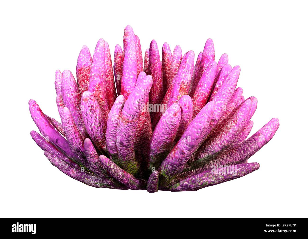Coral pink background Cut Out Stock Images & Pictures - Alamy