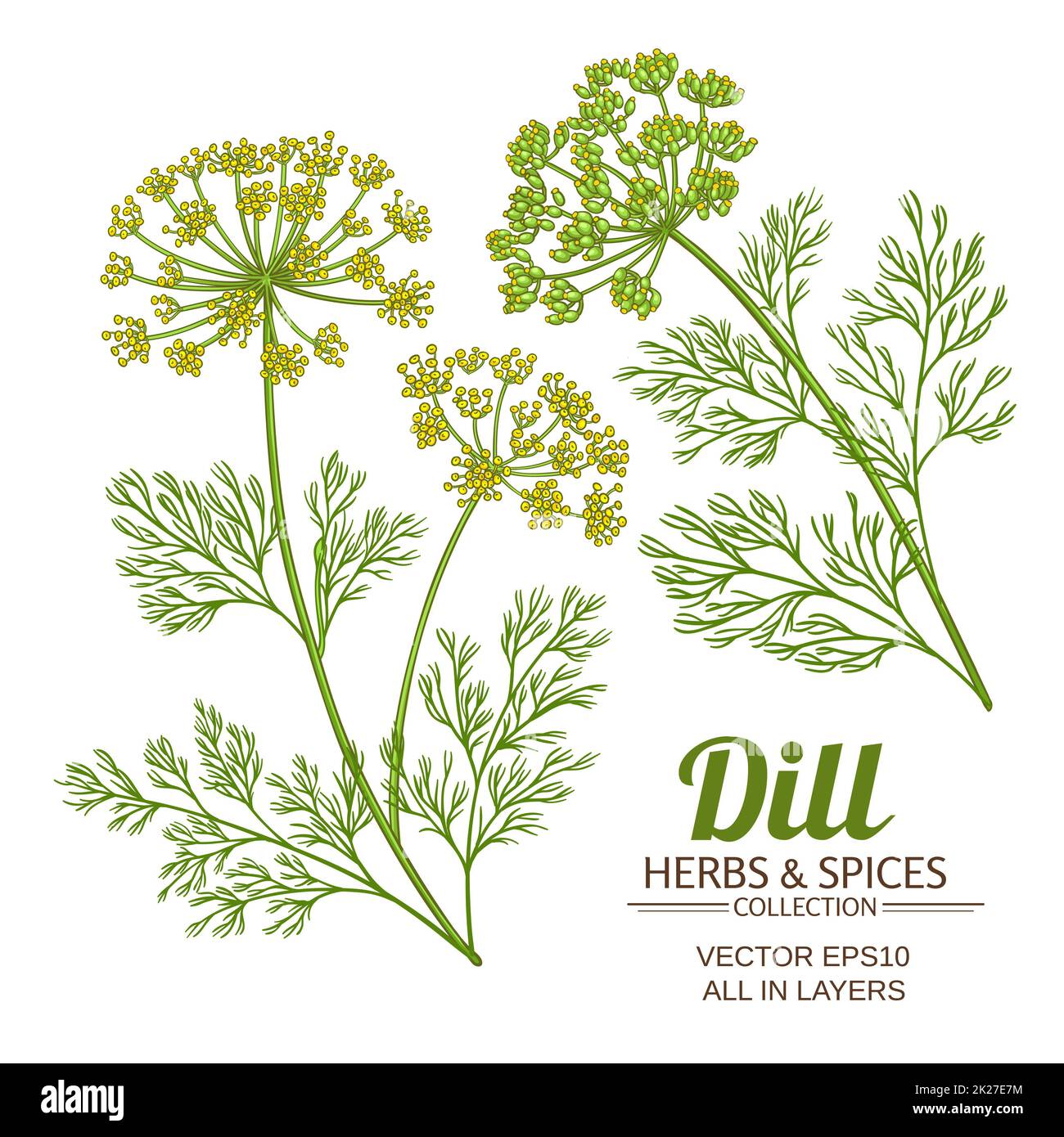 dill plant vector set Stock Photo - Alamy