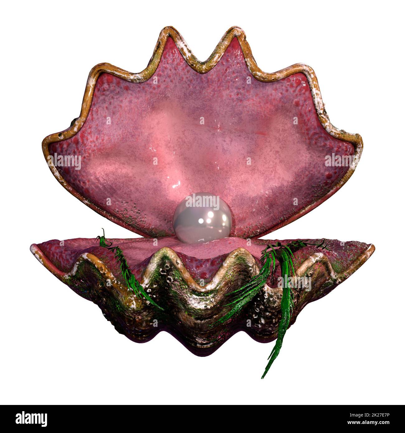Giant clam isolated Cut Out Stock Images & Pictures - Alamy