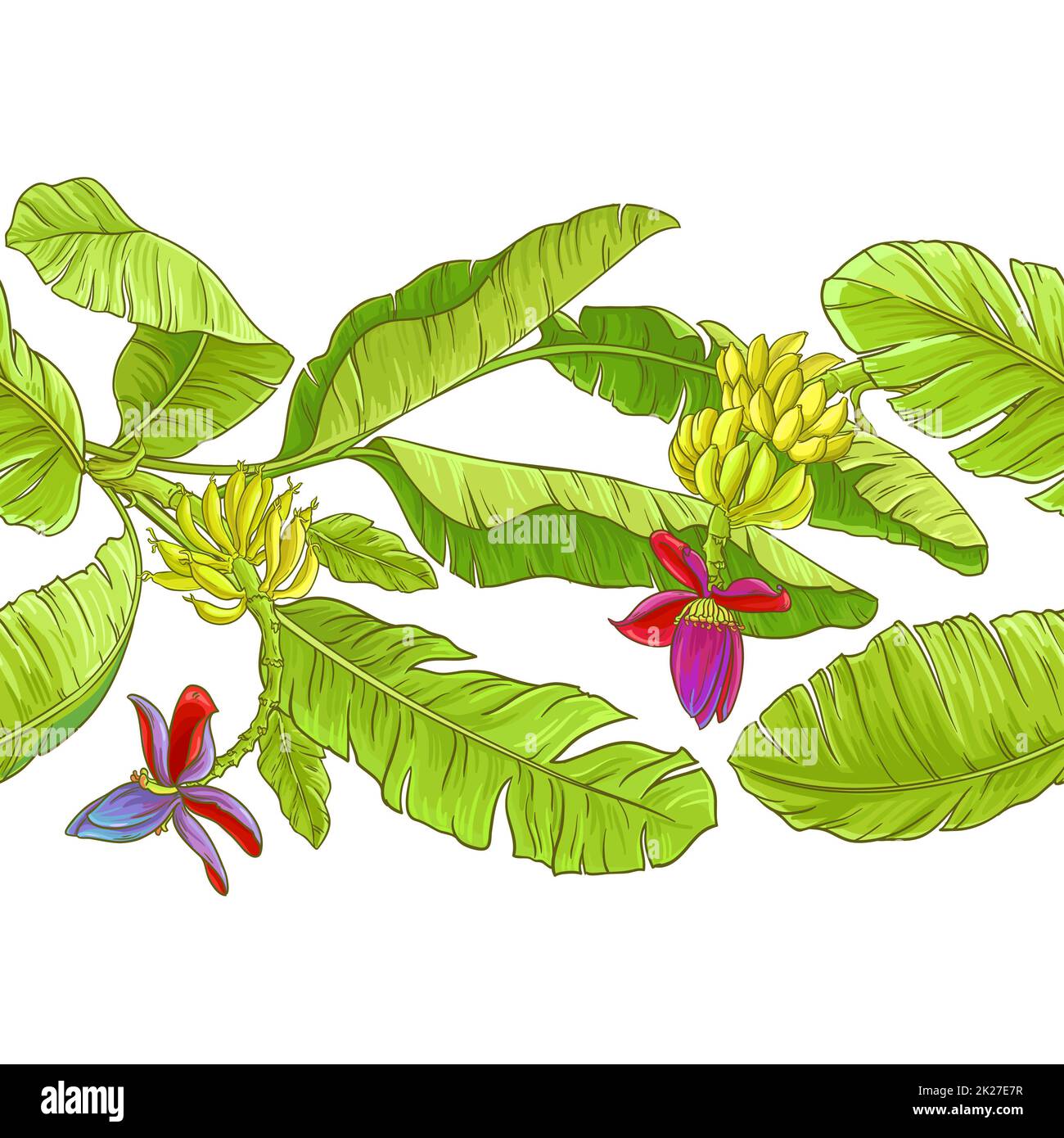 Branch banana bunch line hi-res stock photography and images - Alamy