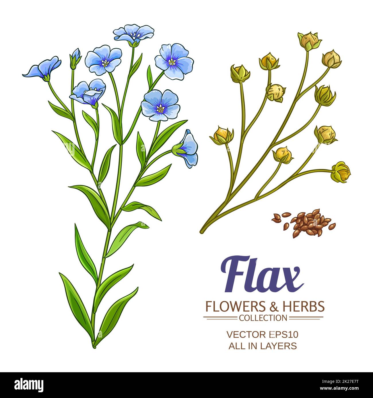 Flax drawing Cut Out Stock Images & Pictures - Alamy