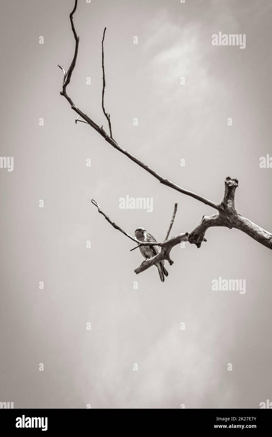 Dead tree brazil hi-res stock photography and images - Alamy