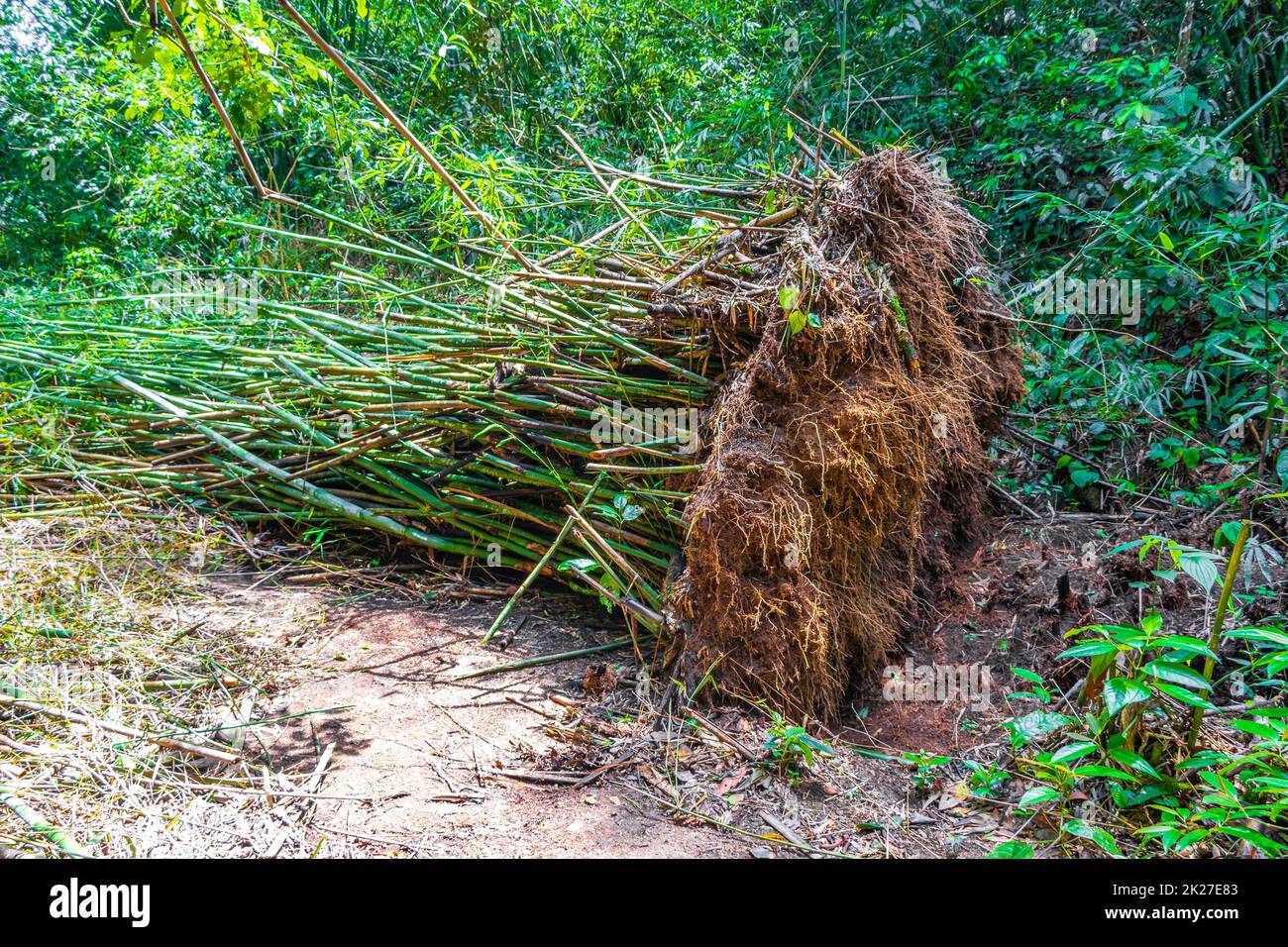 Bamboo forest path hi-res stock photography and images - Alamy