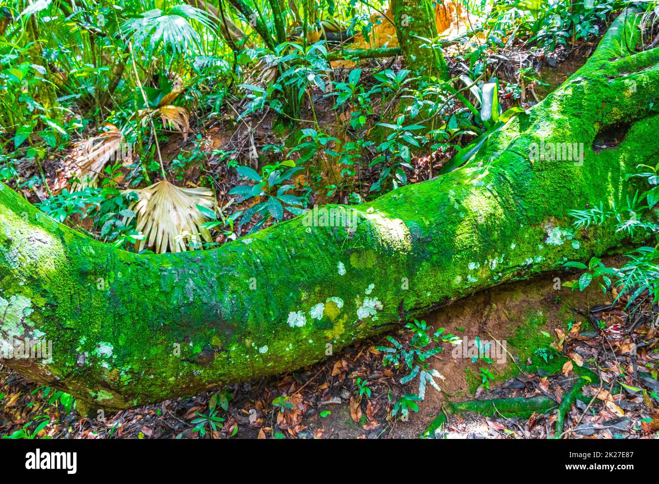 Big tree in natural tropical jungle forest Ilha Grande Brazil Stock ...