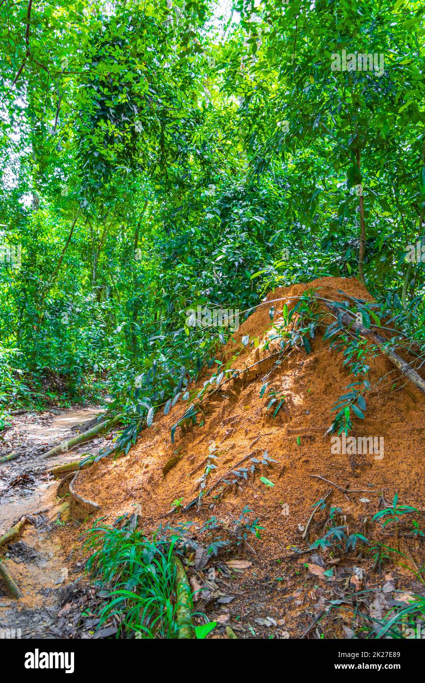 Rainforest termite mound hi-res stock photography and images - Alamy