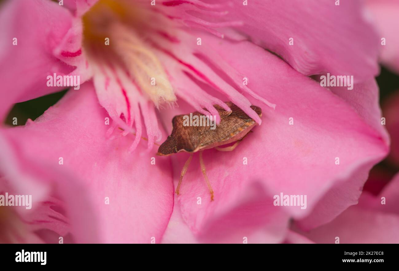 a close up of true bug in a blossom Stock Photo - Alamy