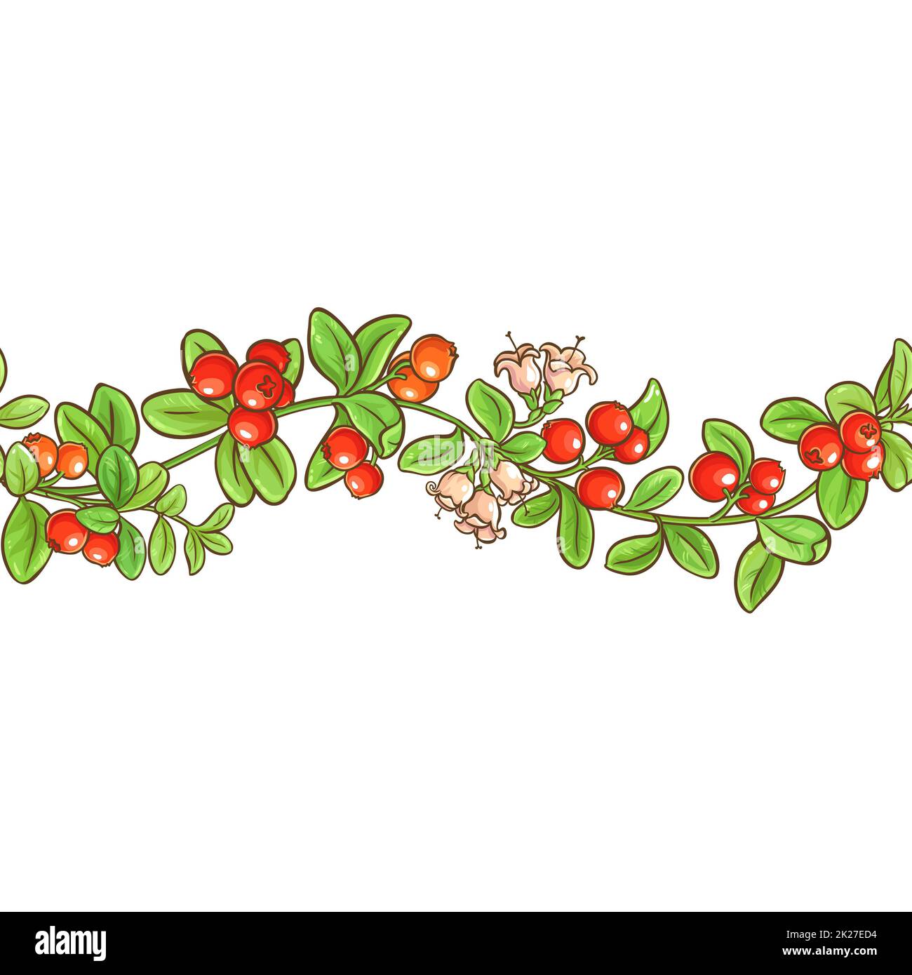 cranberry branch vector pattern Stock Photo - Alamy