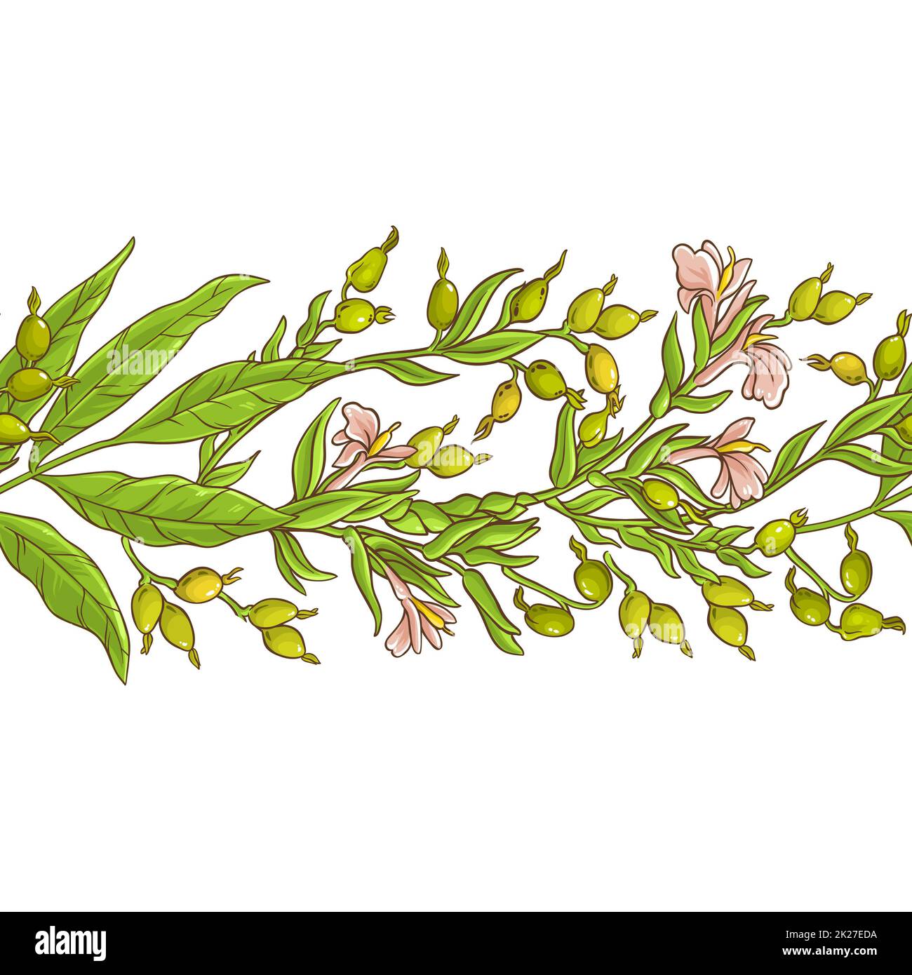 Cardamom leaf plant hi-res stock photography and images - Alamy