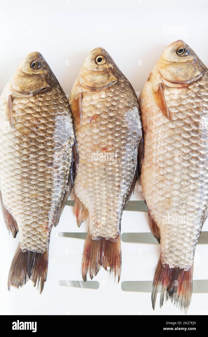 Freshly caught crucian fish lies on a white stand. View from above ...