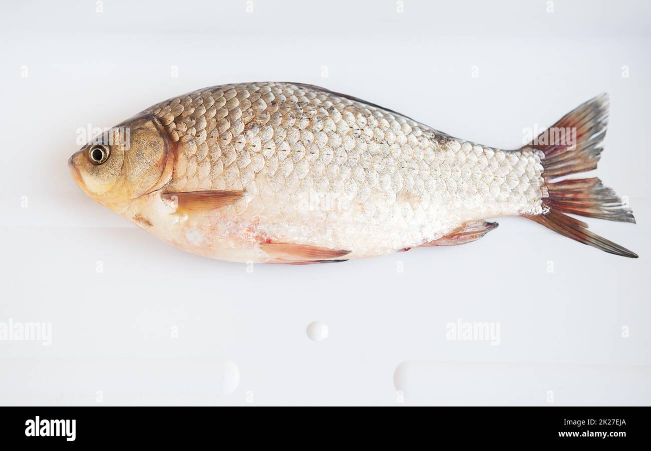Freshly caught crucian fish lies on a white stand. Catch trophy. View ...