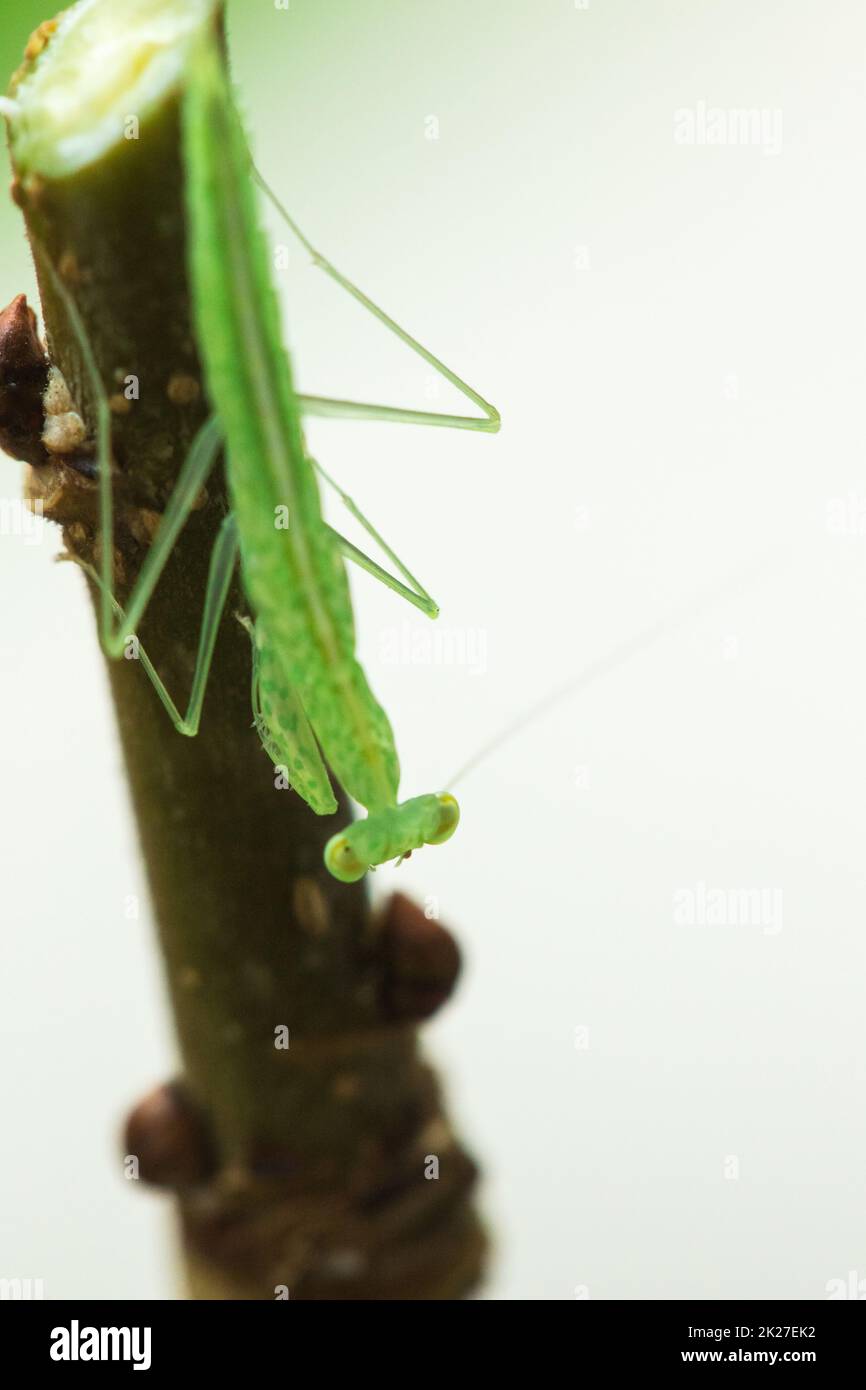 green grasshopper on the branch Stock Photo - Alamy