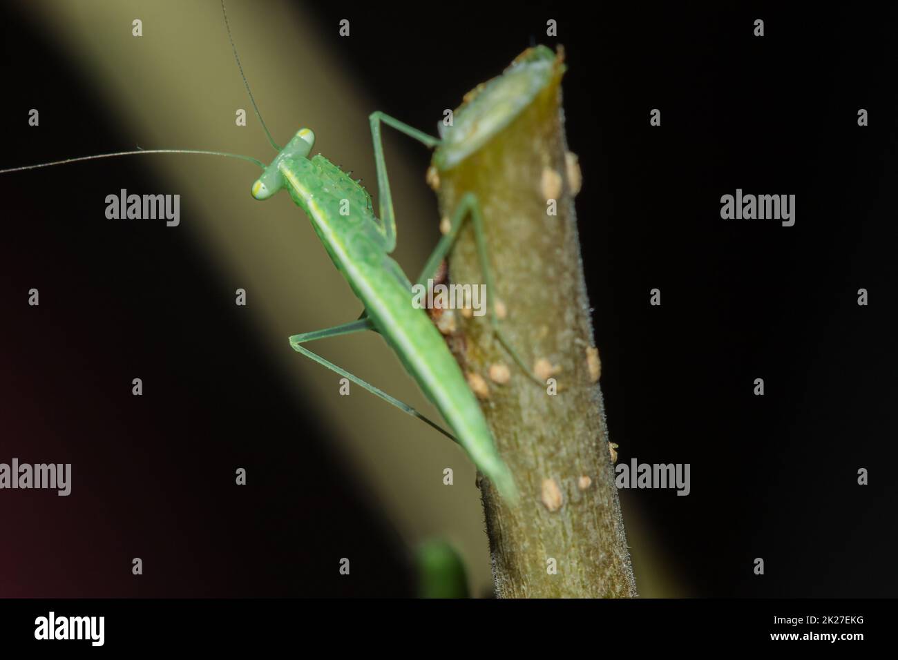 green grasshopper on the branch Stock Photo - Alamy