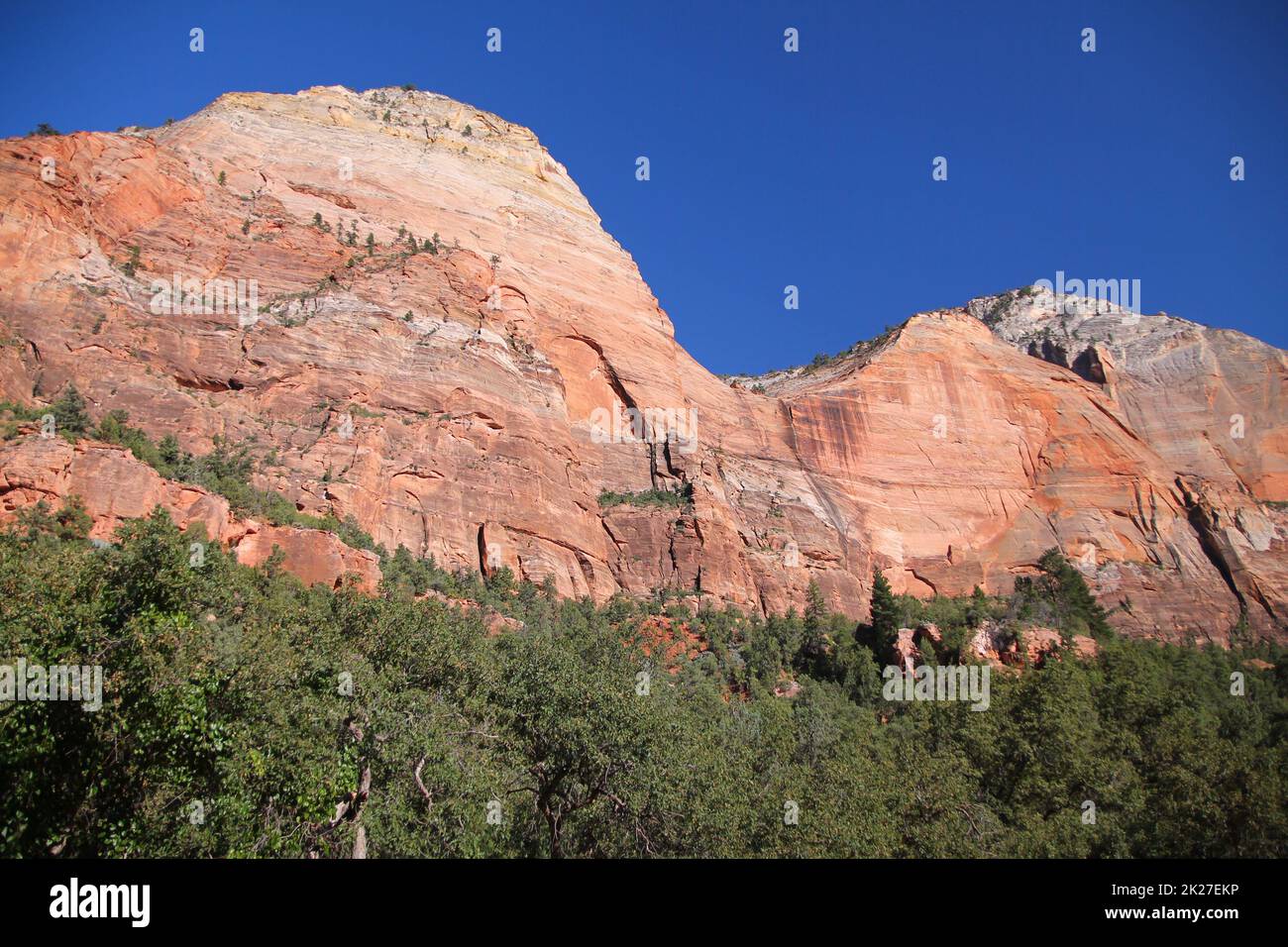 The white and red iconic peaks on top of the green trees of Zion ...
