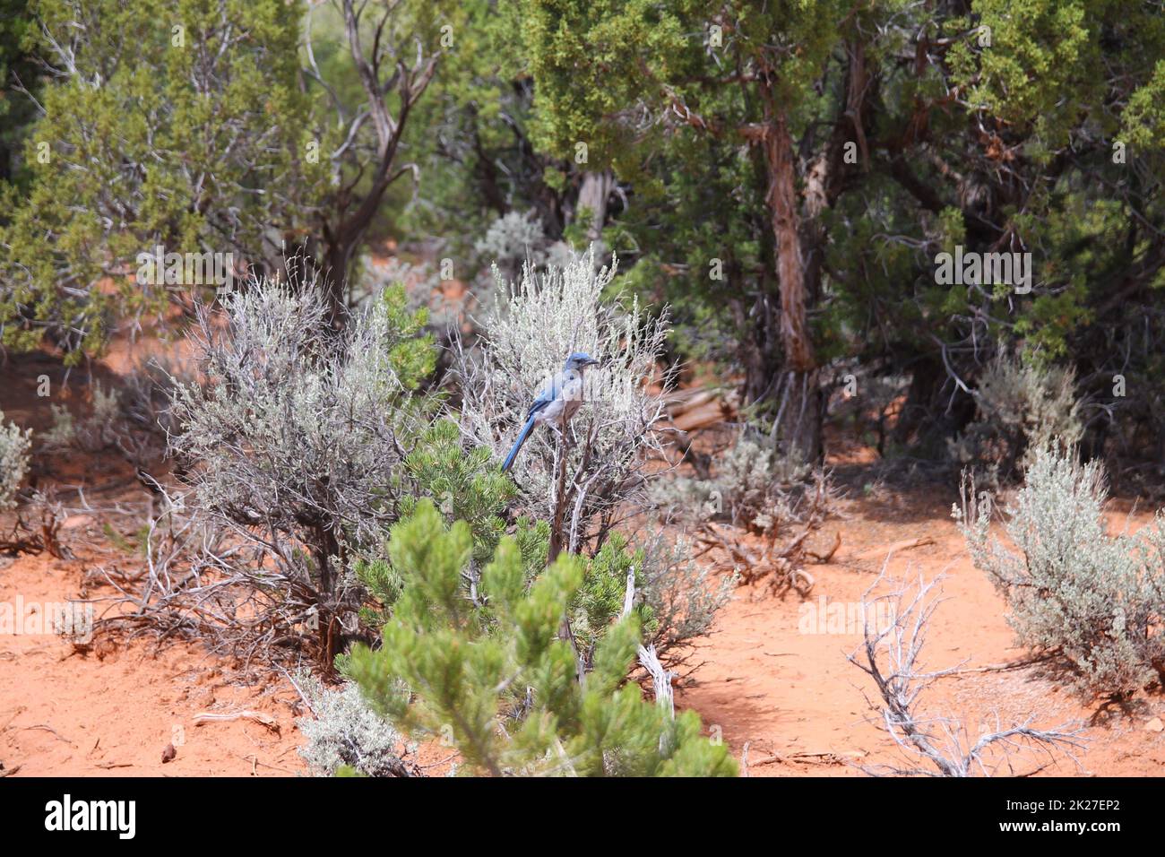 A small blue bird in the red gravel desert with trees and pines Stock ...