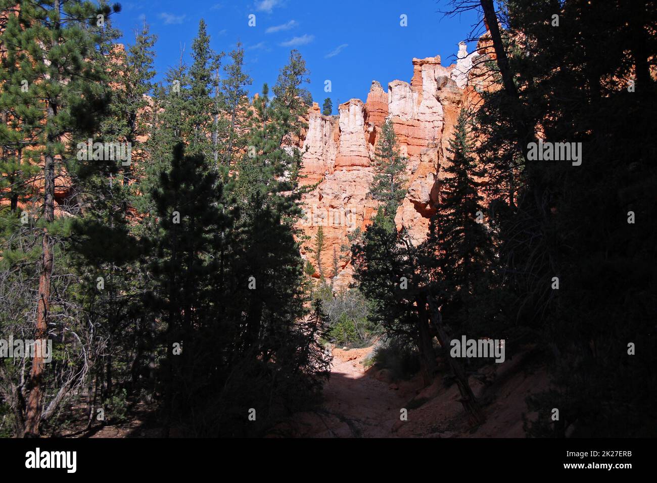 The red rock sharp hoodoos behind the green pine trees in Bryce Canyon ...
