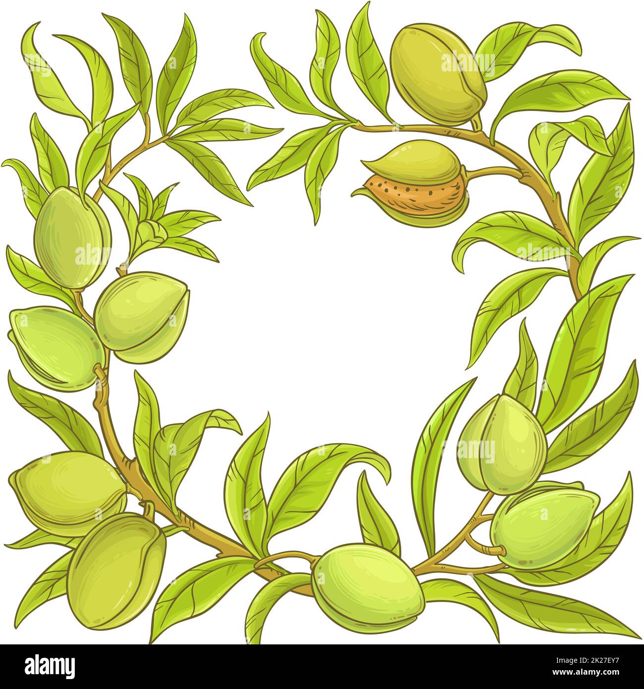 almond vector frame Stock Photo - Alamy