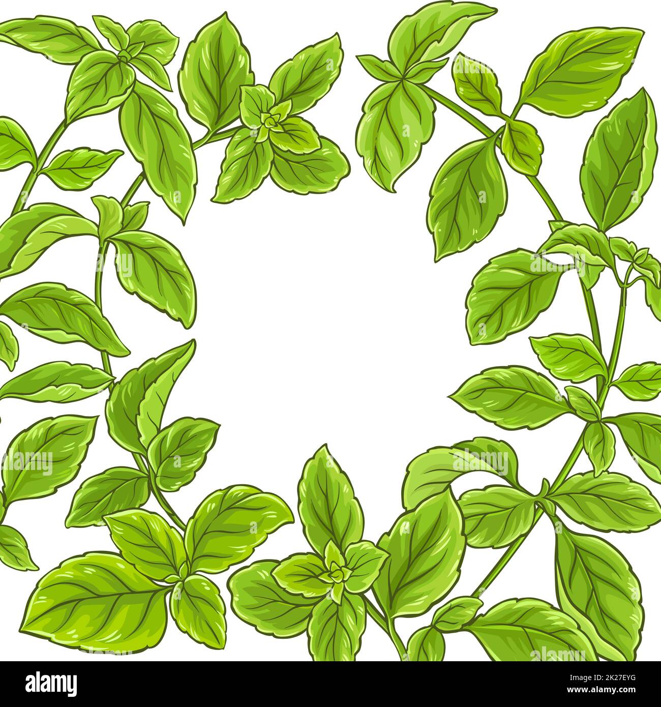 basil plant vector frame Stock Photo - Alamy