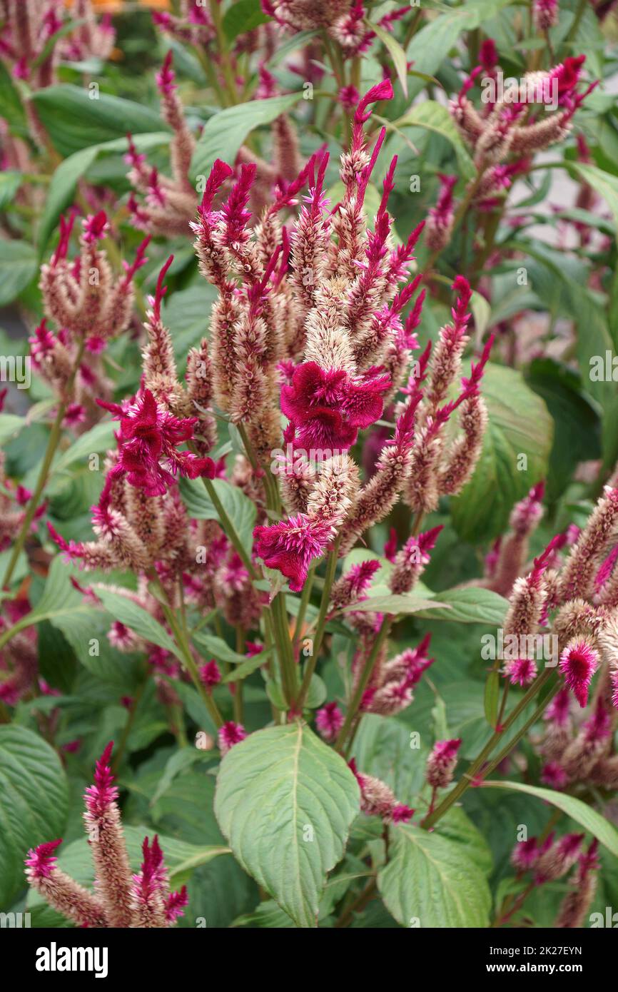 Celosia cristata cockscomb hi-res stock photography and images - Alamy
