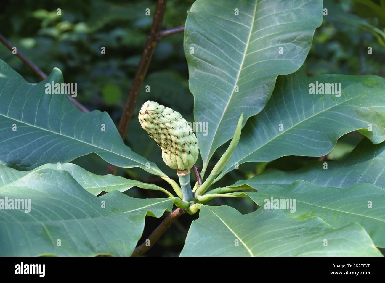 Close-up image of Bigleaf magnolia fruit Stock Photo - Alamy