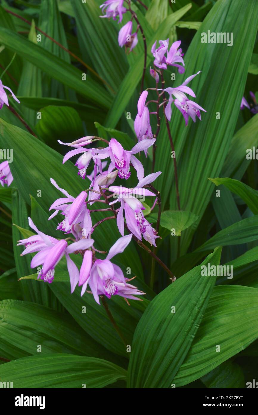 Bletilla hi-res stock photography and images - Alamy