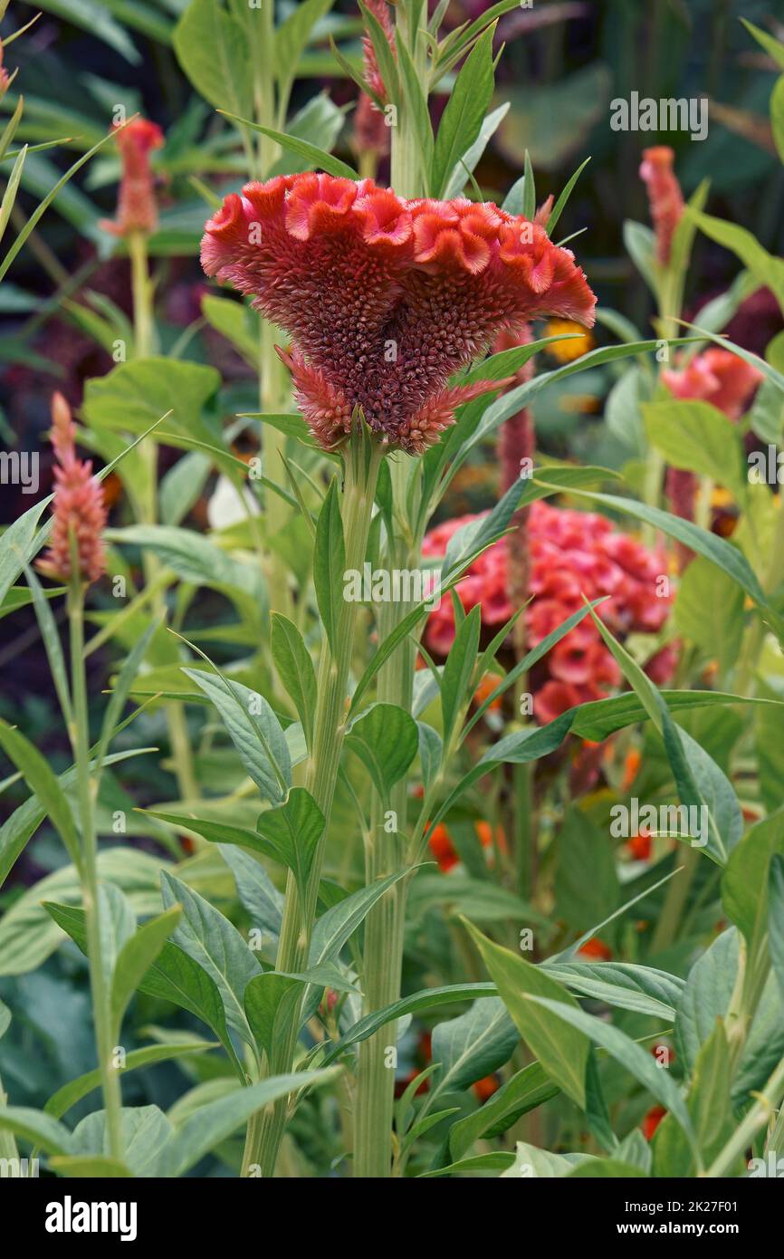 Celosia cristata cockscomb hi-res stock photography and images - Alamy