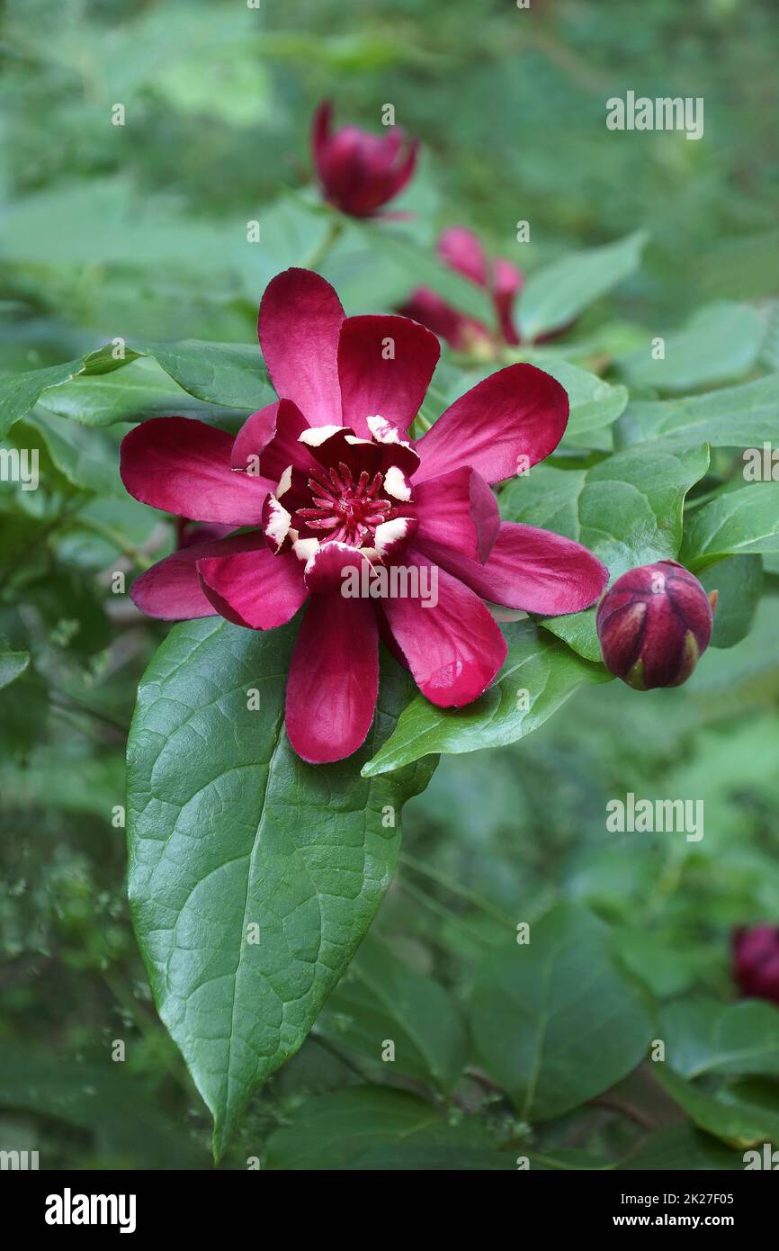 Close-up image of Eastern sweetshrub flower Stock Photo - Alamy
