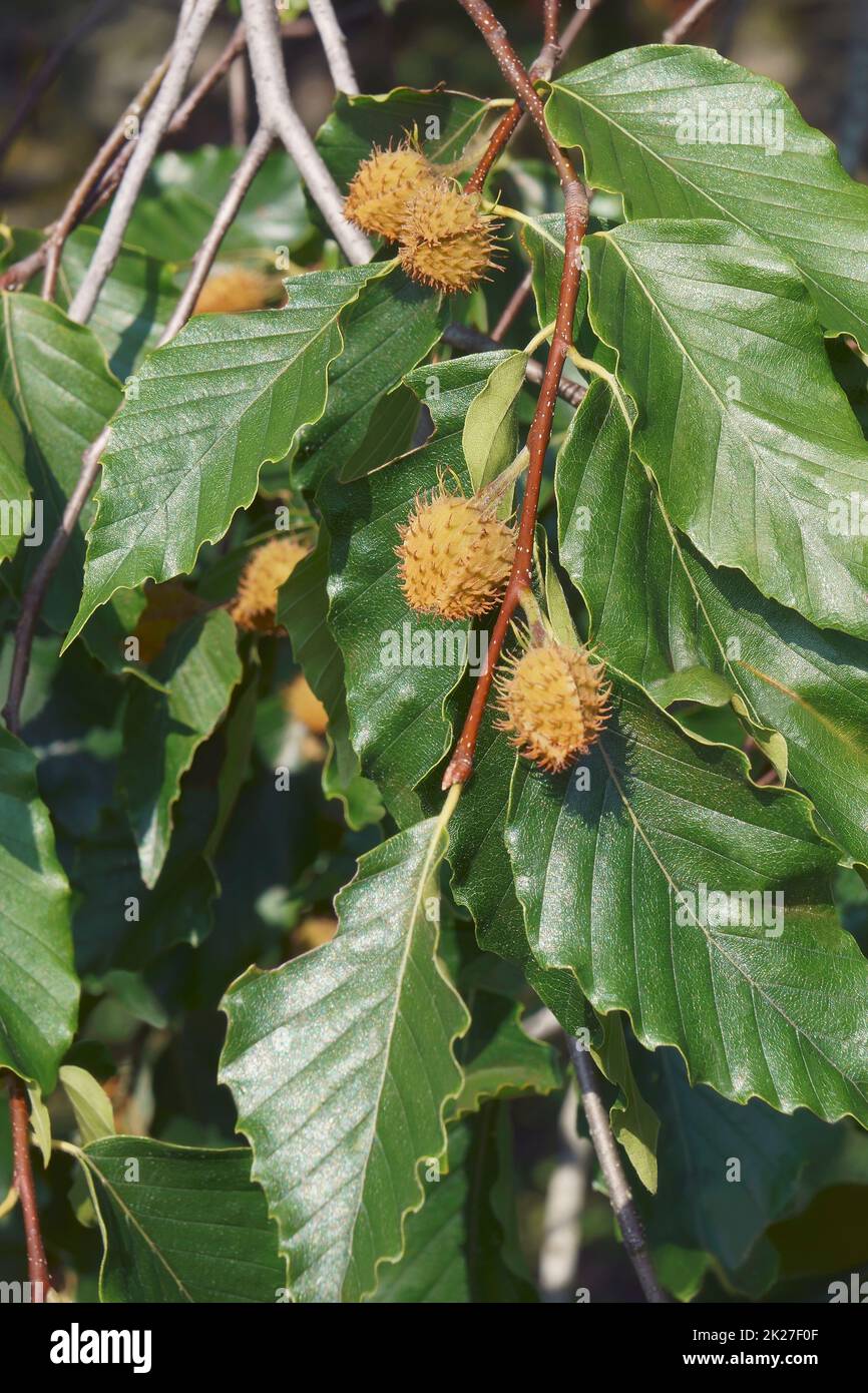 American beech tree with fruits Stock Photo - Alamy