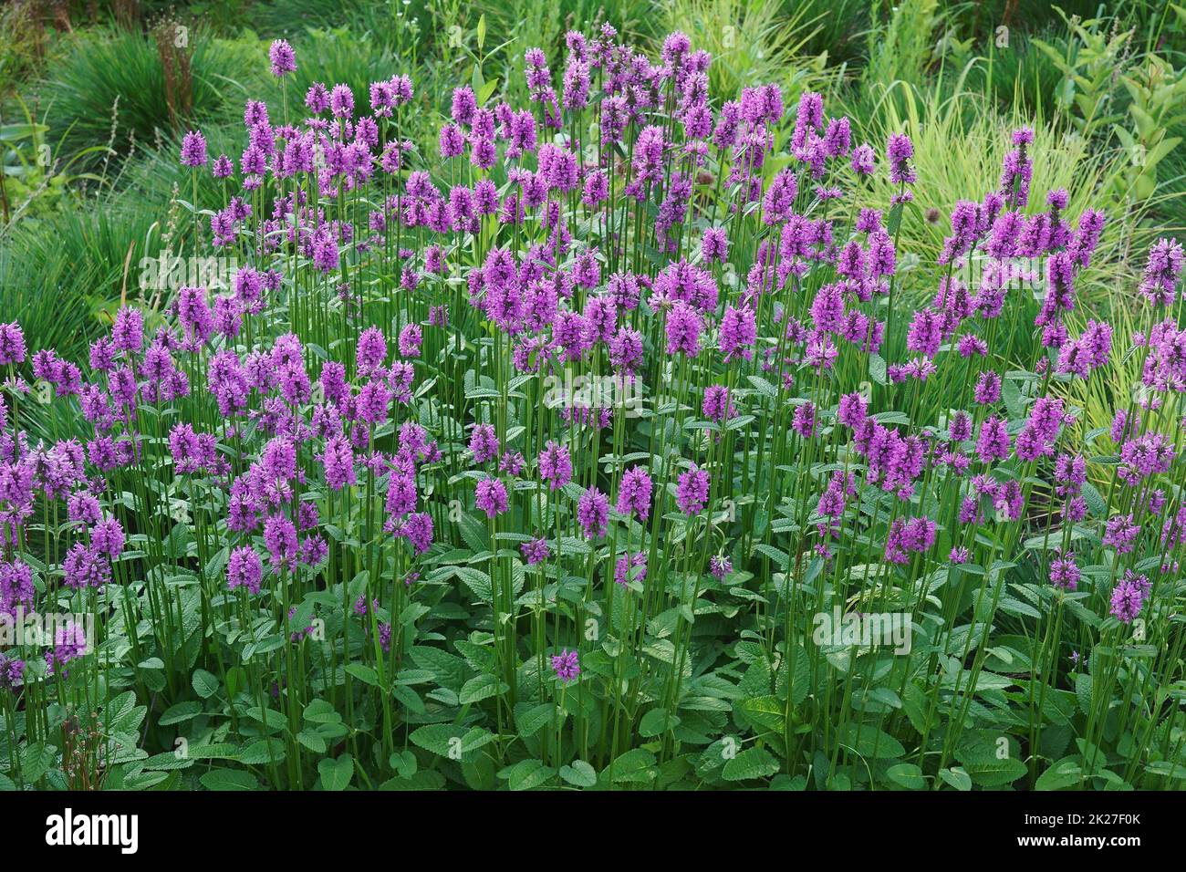Common Hedgebettle plants in blossom Stock Photo - Alamy