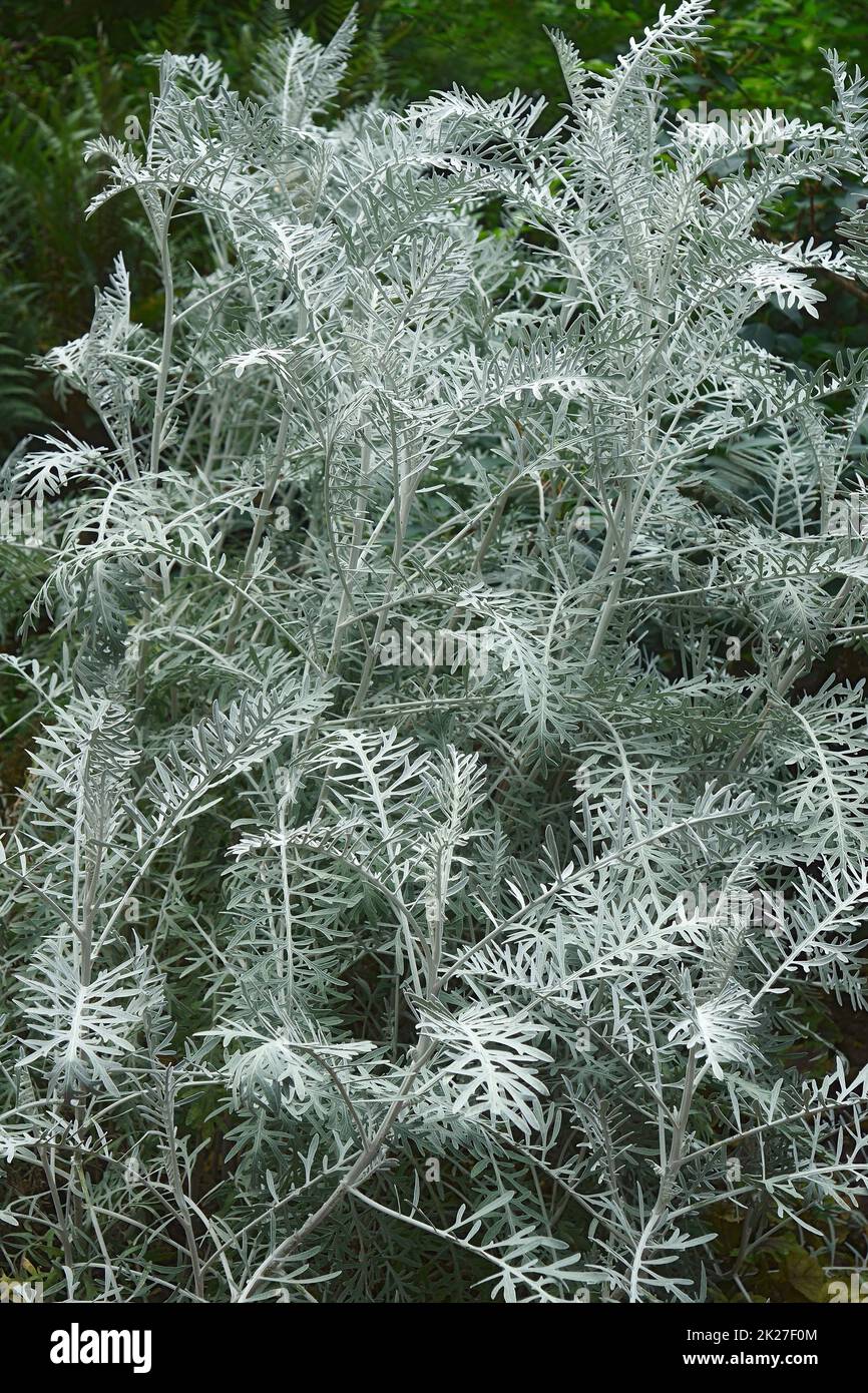 Close-up image of Powis Castle wormwood plant Stock Photo - Alamy