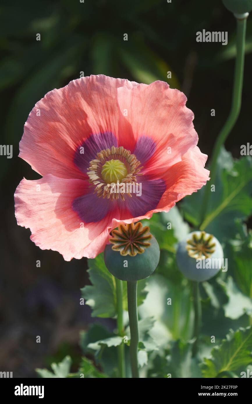 Close-up image of Opium poppy flower Stock Photo - Alamy