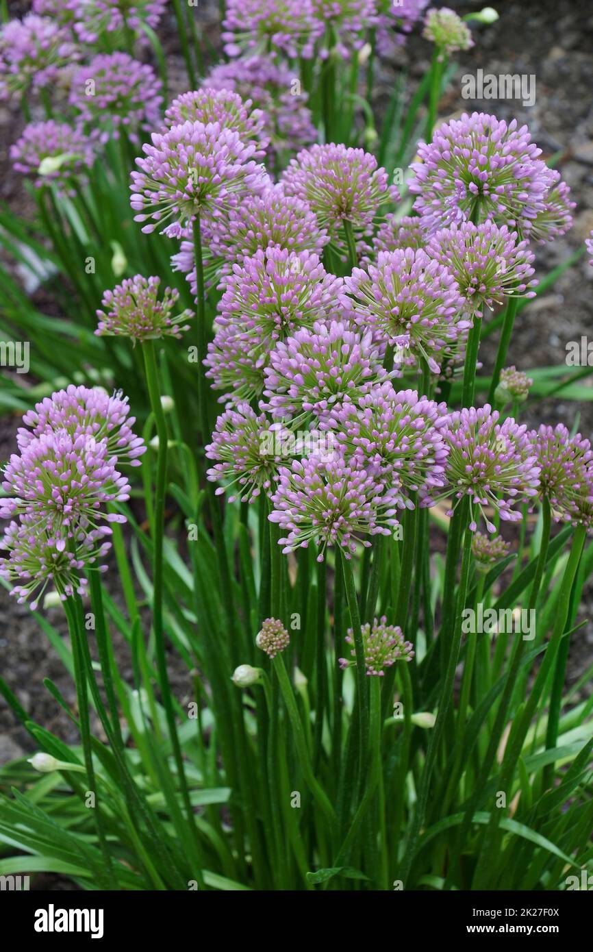 Close-up imgae of Millenium Ornamental Onion in blossom Stock Photo - Alamy
