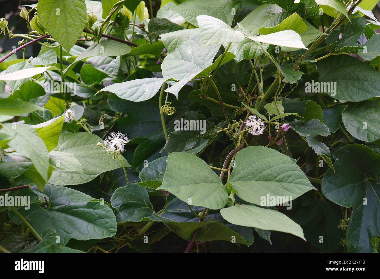 Snake gourd plants hi-res stock photography and images - Alamy