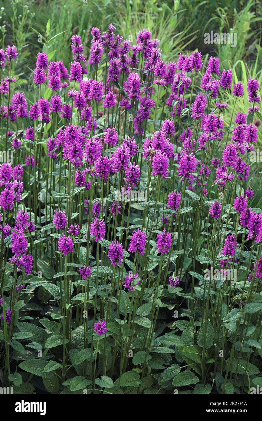 Common Hedgebettle plants in blossom Stock Photo - Alamy