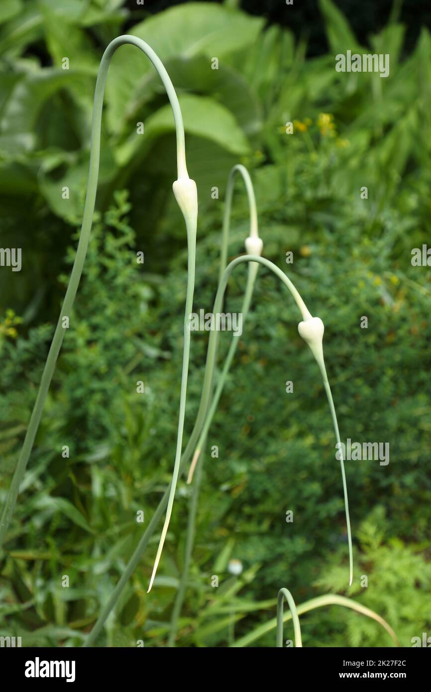 Garlic plants with buds Stock Photo - Alamy
